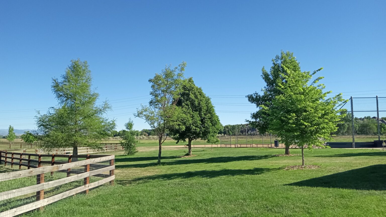 Beat the Heat and Take Action with Denver Digs Trees - The Park People
